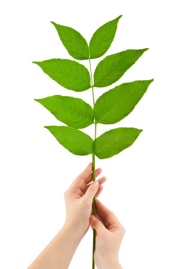 Hands and plant stock photo. Image of hand, evolution - 47118760