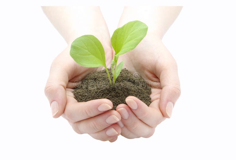 Hands And Plant Picture. Image: 13953061