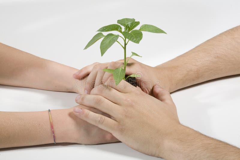 Hands with a plant stock image. Image of nature, objects - 5085721