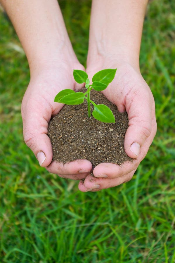 Hands plant II stock image. Image of herb, fragile, humus - 4279311