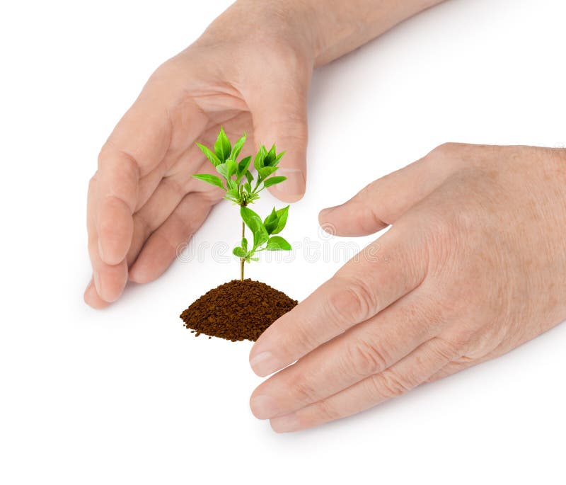 Hands and plant stock photo. Image of growth, care, leaf - 7696978