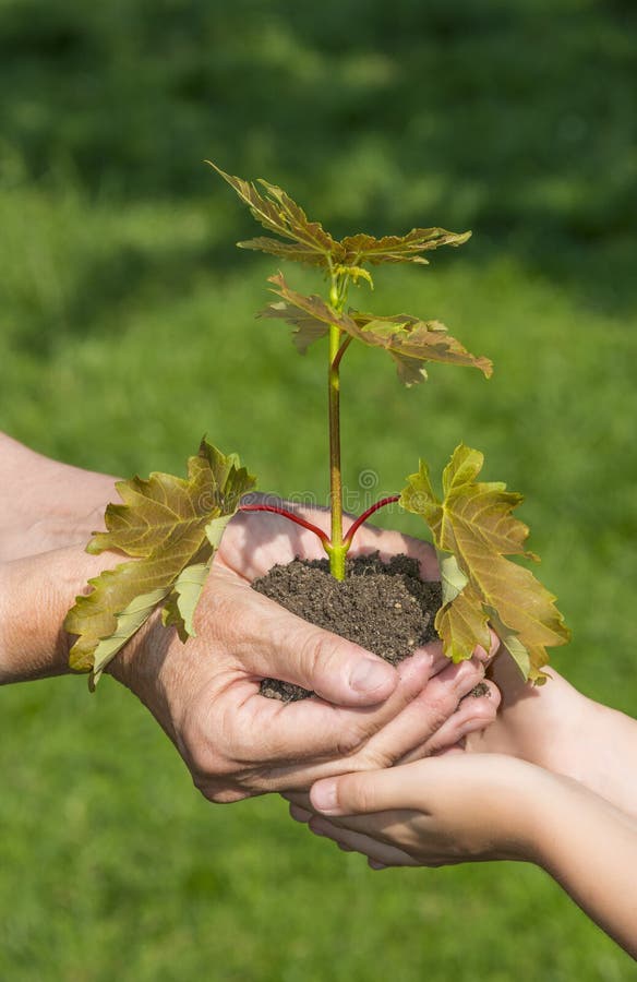 Hands Planting a Little Tree Stock Image - Image of growing, concept ...