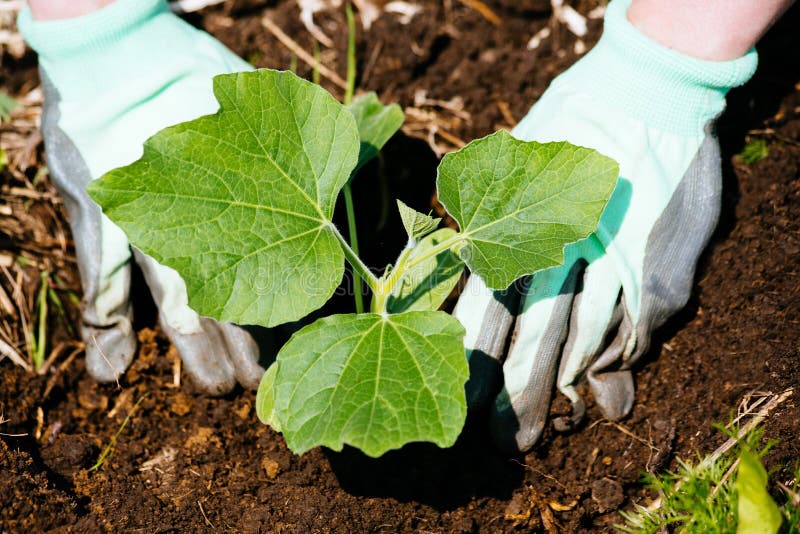 Hands Planting a Pumpkin Seedlings in Soil Stock Image - Image of ...