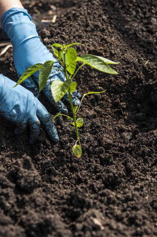 Hands Planting a Seedling into Soil Stock Photo - Image of young ...
