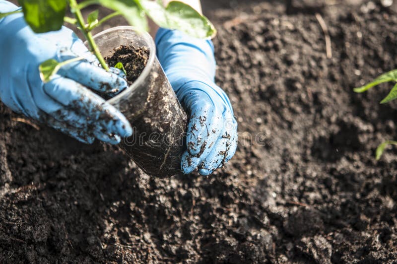 Hands Planting a Seedling into Soil Stock Photo - Image of care, hand ...