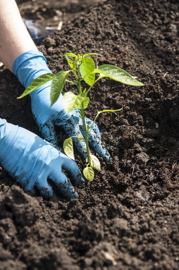 Hands Planting a Seedling into Soil Stock Photo - Image of organic ...