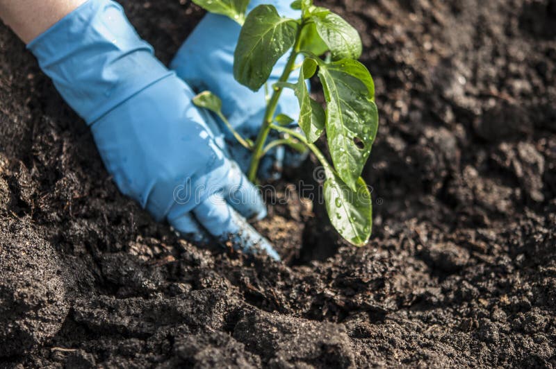 Hands Planting a Seedling into Soil Stock Photo - Image of care, plant ...