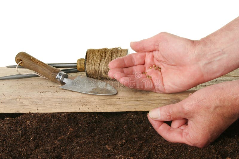 Hands planting seeds stock image. Image of tool, growing - 20687683