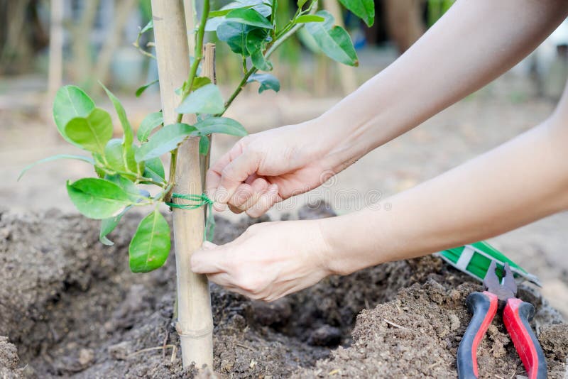 Hands planting a tree stock photo. Image of farmer, countryside - 51998118