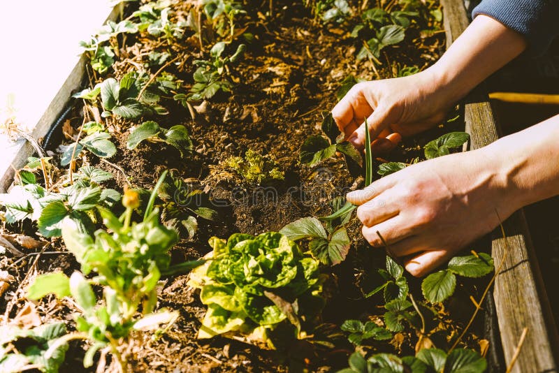Hands and Plants in the Grow Patch Stock Image - Image of natural ...
