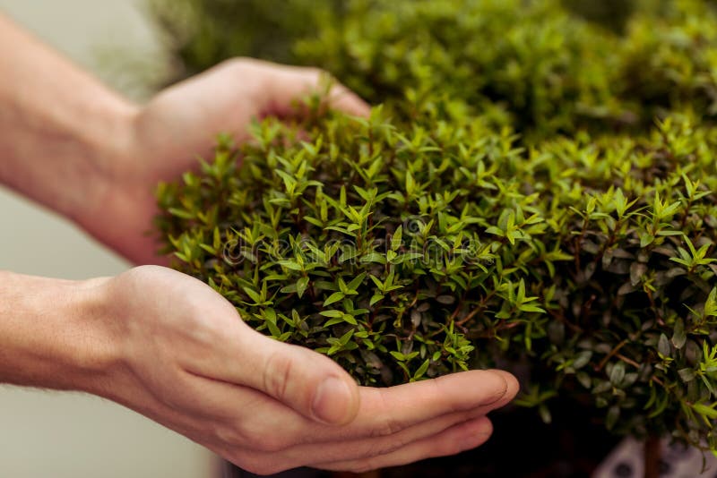 Hands and plants stock image. Image of leaf, garden, little - 67800899