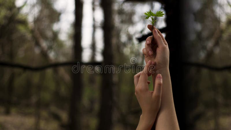 Hands, plants stock image. Image of wood, forest, hands - 72000375