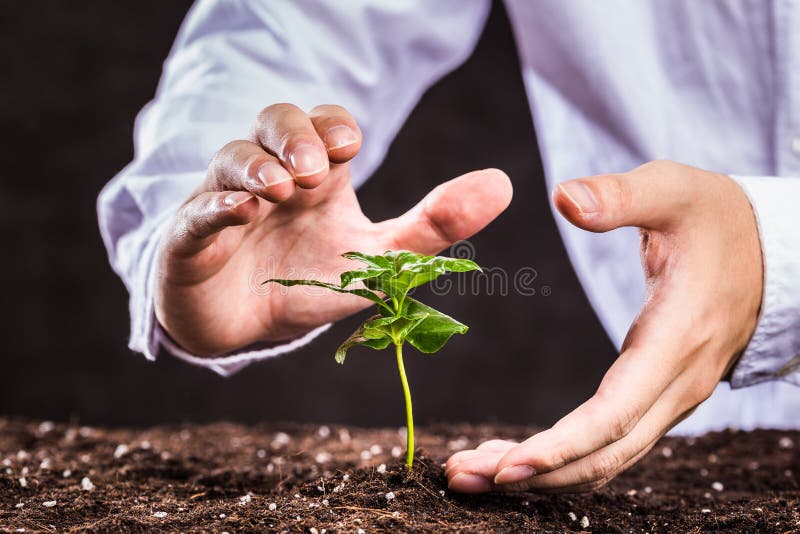 Hands and plants stock image. Image of ecology, nature - 93937369