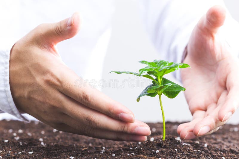 Hands and plants stock image. Image of nurture, life - 93937417