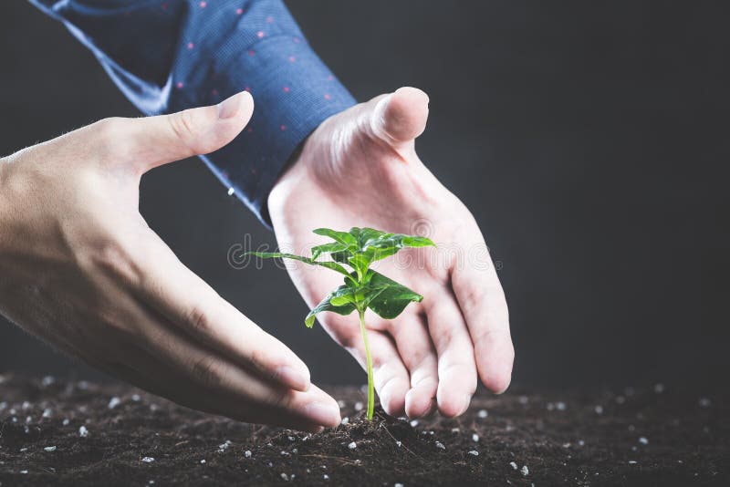 Hands and plants stock photo. Image of growing, health - 93937608