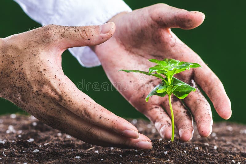 Hands and plants stock image. Image of environmental - 93937643