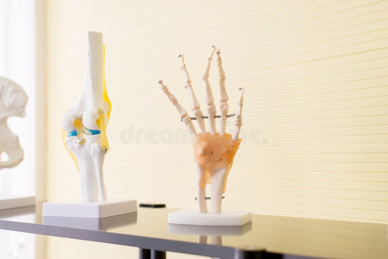 Hands Plastic Anatomy Physiology Model a Bones in Hospital Stock Image ...