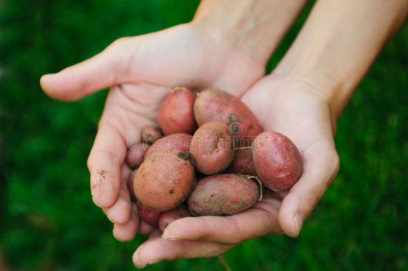 Hands & Potatoes stock photo. Image of fresh, vegetable - 19292724