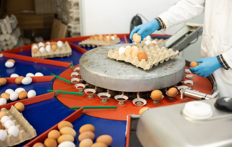 Hands of Poultry Farm Worker Sorting Eggs and Placing into Cardboard ...