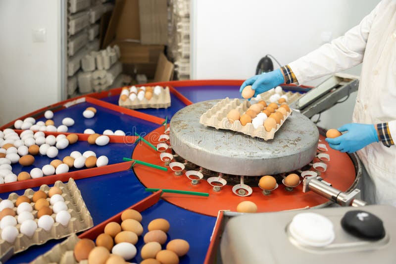 Hands of Poultry Farm Worker Sorting Eggs and Placing into Cardboard ...