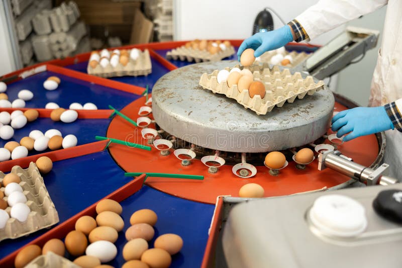 Hands of Poultry Farm Worker Sorting Eggs and Placing into Cardboard ...