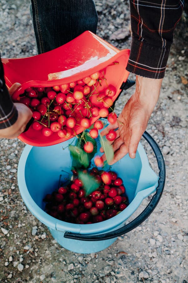 Hands Pour Red Cherry into Bucket Stock Photo - Image of diet, bucket ...
