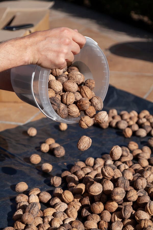 Hands Pour Walnuts from Plastic Bucket Stock Image - Image of valuable ...