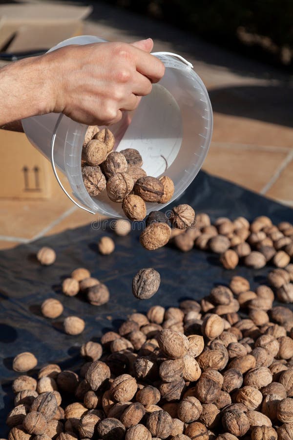 Hands Pour Walnuts from Plastic Bucket Stock Photo - Image of embossed ...