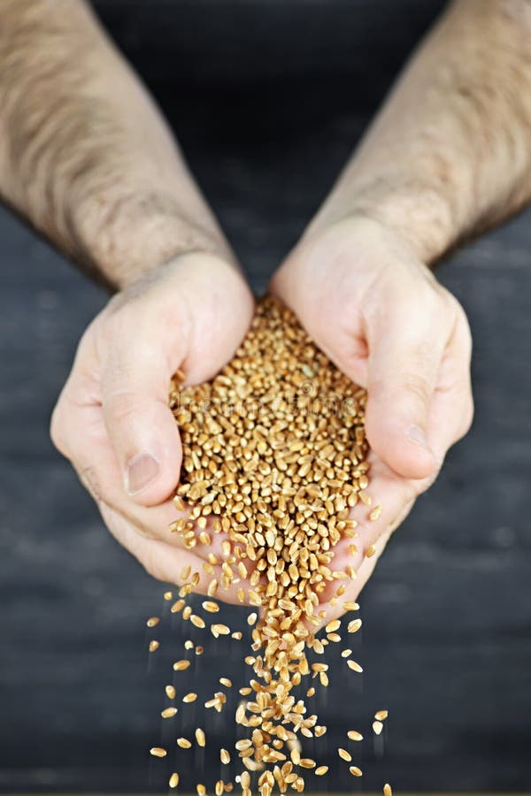 1+ Man hand grain handful Free Stock Photos - StockFreeImages 1+ Man hand grain handful Free Stock Photos - StockFreeImages