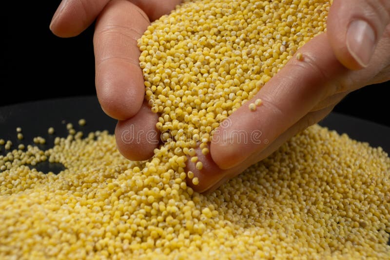 Hands Pouring Millet Dry Cereal Close-up Stock Image - Image of macro ...