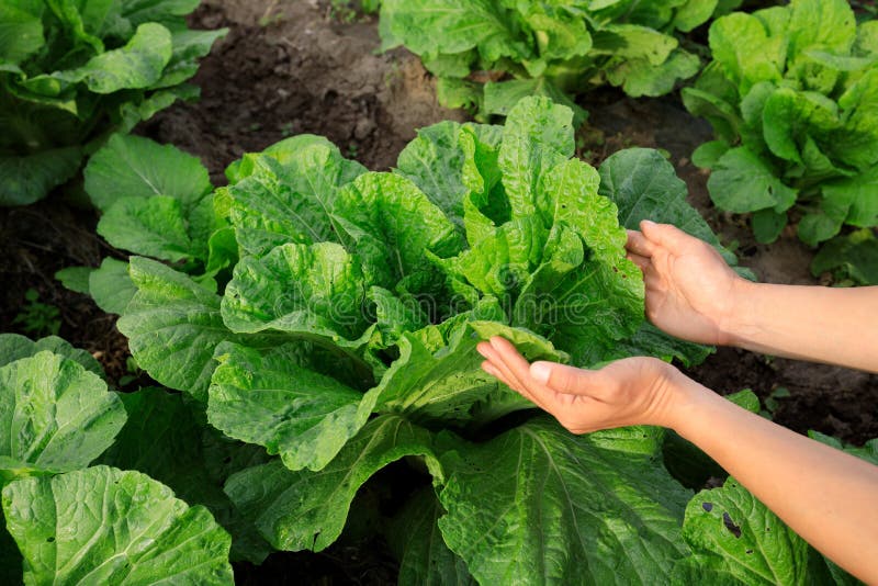 Hands Protect Chinese Cabbage Crops Stock Photo - Image of asia, green ...