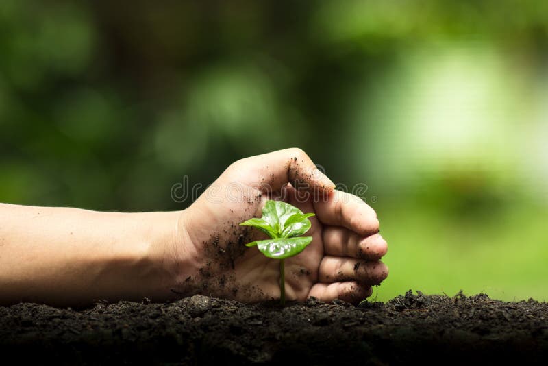 Hands Protect Trees, Plant Trees, Hands on Trees, Love Nature Stock ...