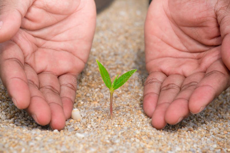 Protecting a plant stock image. Image of hand, botany, giving - 754461