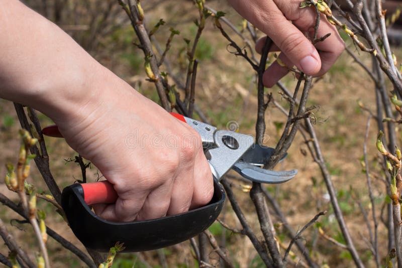 Hands Pruning Black Current with Secateurs Stock Image - Image of metal ...