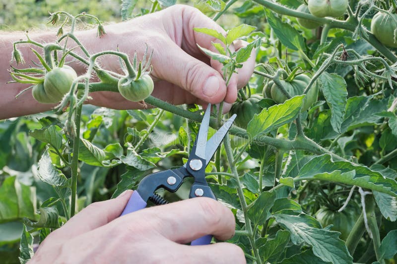 Hands Pruning Tomato Plant Vines with Scissors in Garden Stock Photo ...