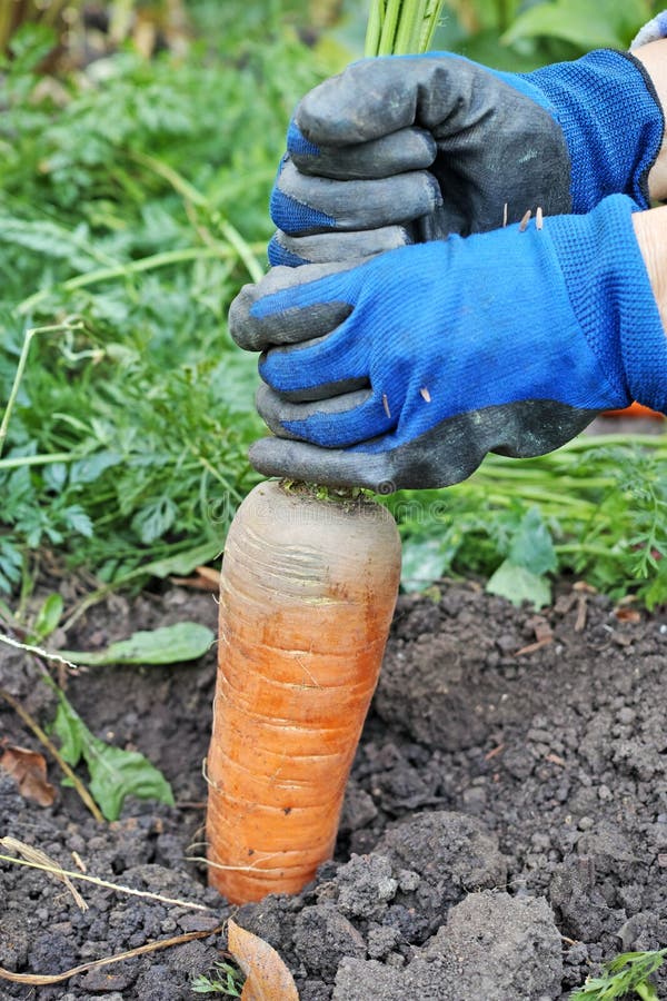 Hands Pulled a Large Carrot Stock Image - Image of autumn, earth: 60857691