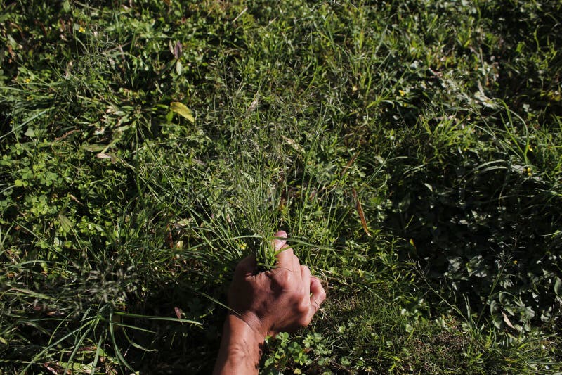 Hands Pulling Grass in the Yard, Cleaning Weeds, Caring for the ...