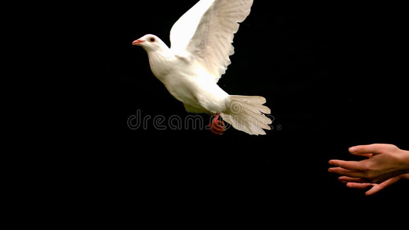 Hands releasing a dove stock footage. Video of escapism - 40099668