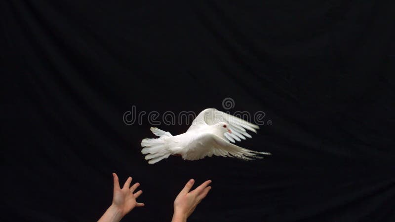 Hands releasing a dove stock footage. Video of person - 40099668