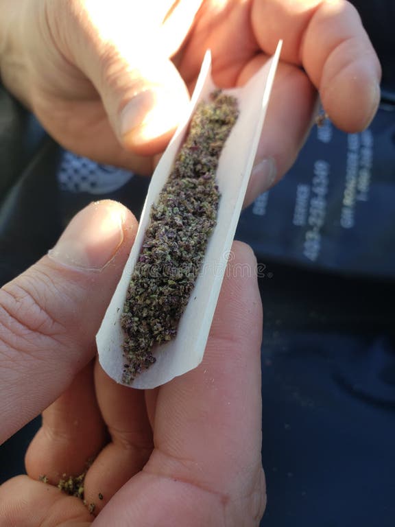 Hands rolling a weed joint stock photo. Image of concentrate - 245124740