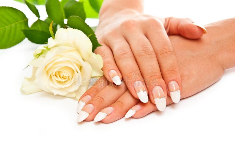 White Rose in Woman S Hands Stock Image - Image of little, finger: 15390993