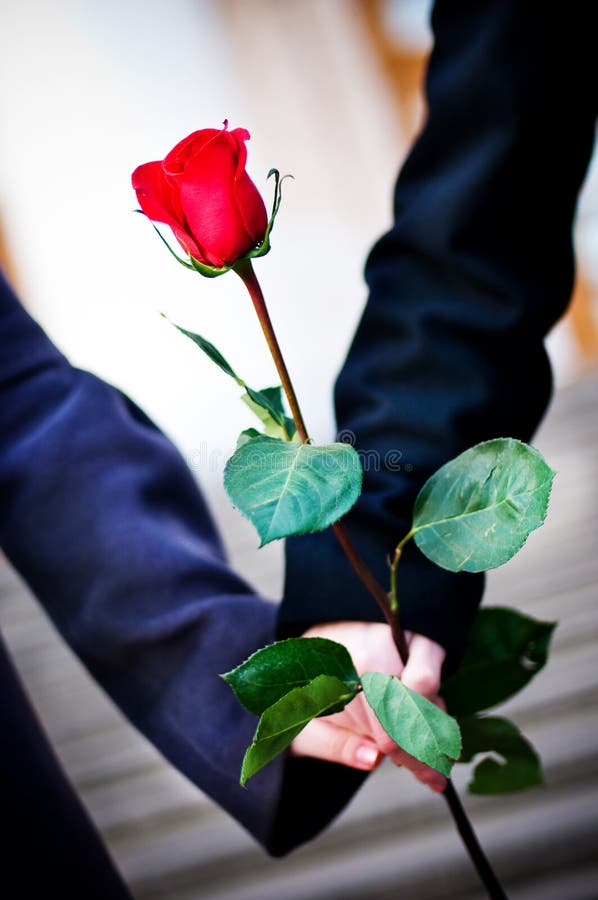 Hands with rose stock photo. Image of hands, nature, holiday - 7817700