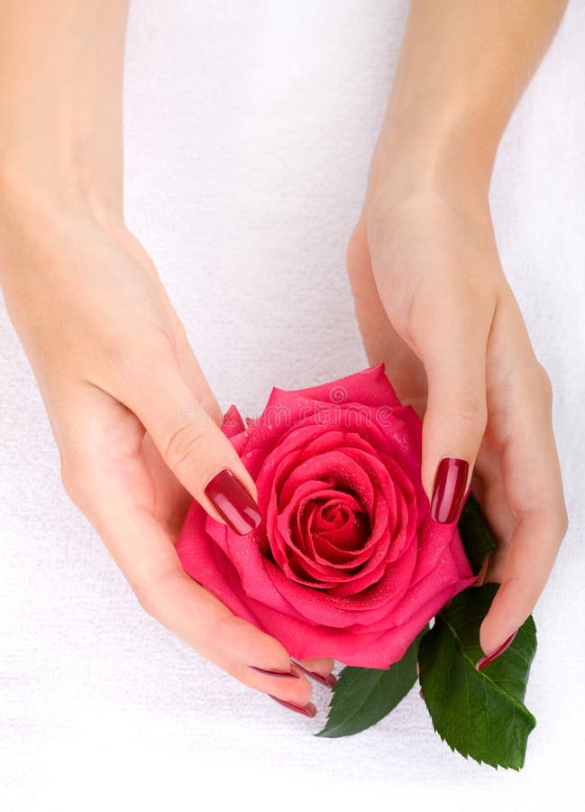 Beautiful Hands Holding Rose Stock Photo - Image of finger, female ...