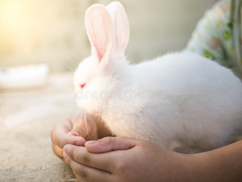 Hands`s Boy Hugging Little White Rabbit Stock Photo - Image of brown ...