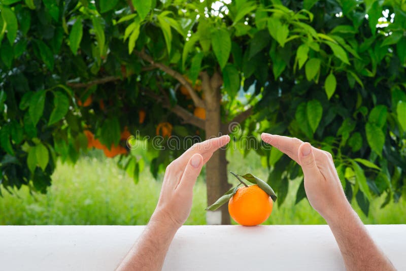 Hands Saving Orange Fruit on Background of Orange Tree Stock Image ...