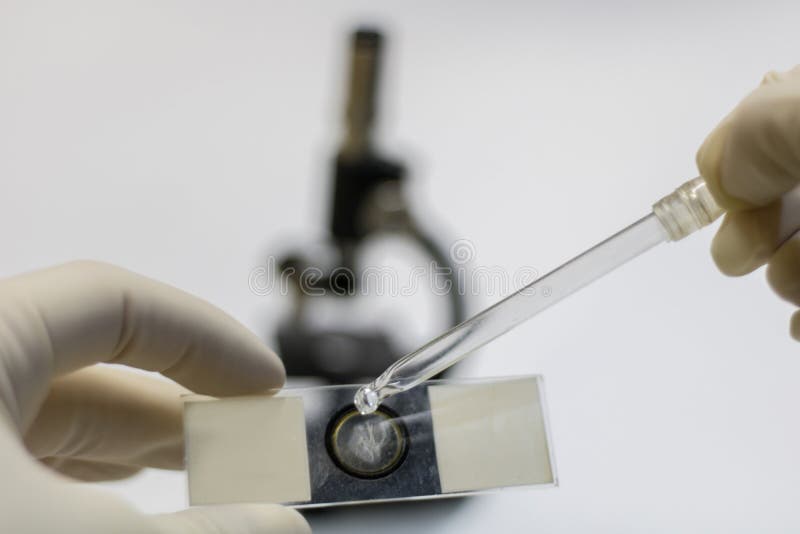 Hands of a Scientific Researcher As he Prepares a Sample To Be Analyzed ...