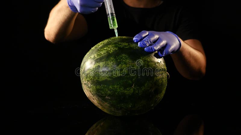 Hands of Scientist Injecting Chemicals into a Watermelon Stock Footage ...