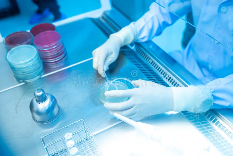 Hands of Scientists are Working on Research.Bacteria in Agar Sheets ...