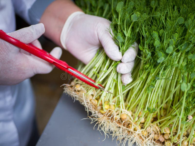 Hands with Scissors Cut Fresh Seedlings Stock Photo - Image of health ...