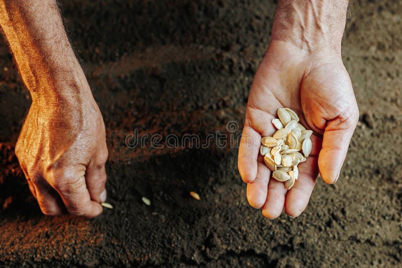 Authentic Hands Carefully Plating a Kernel in the Soil. Stock Photo ...